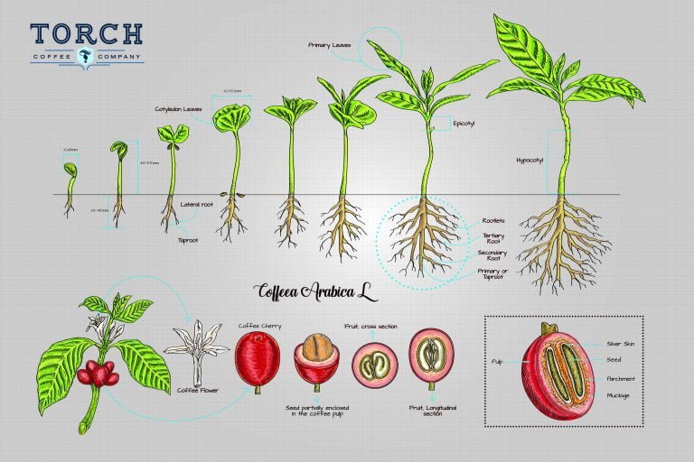 Arabica Coffee: Journey, Cultivation, and Global Influence
