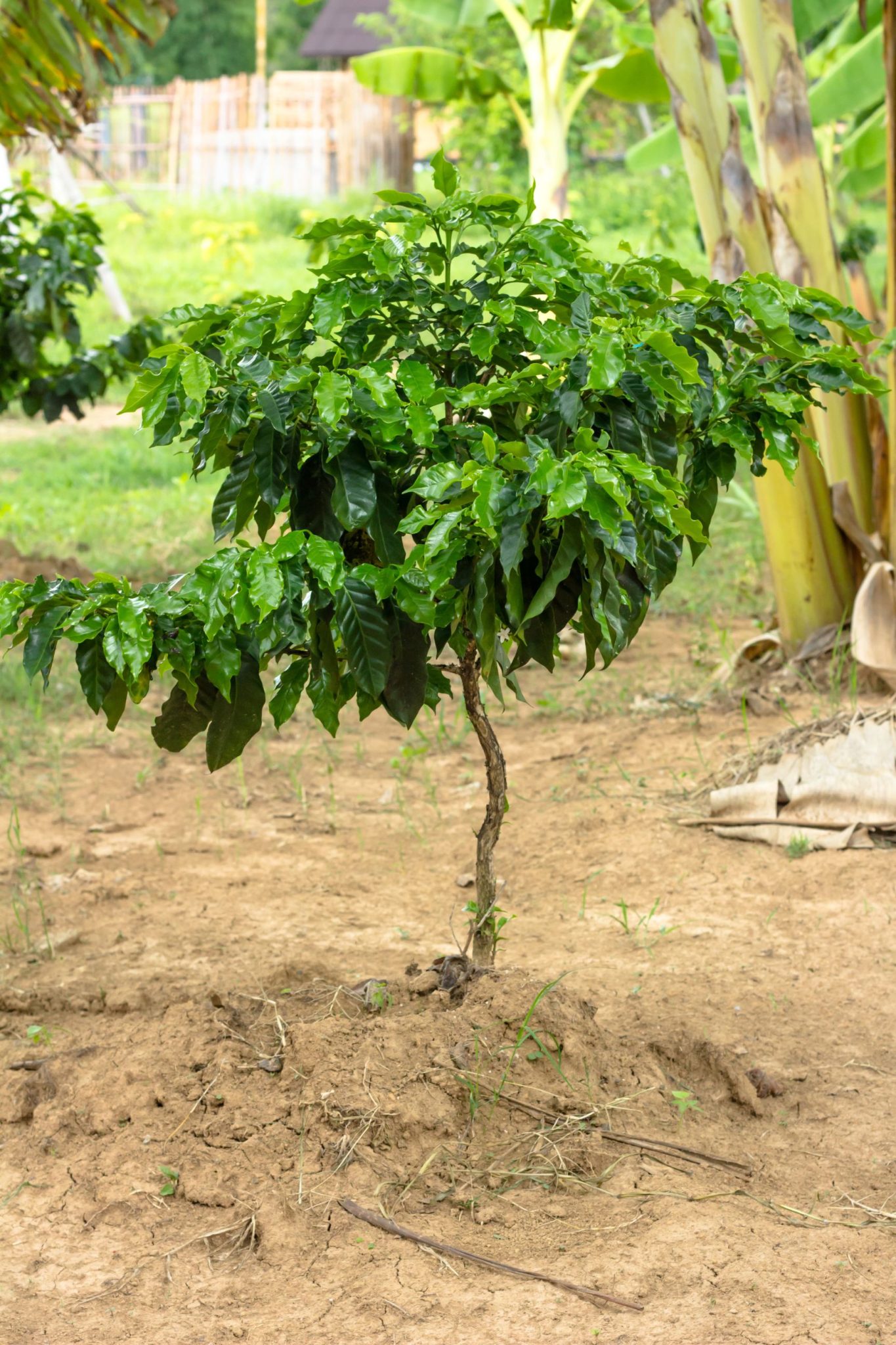Coffee Varieties Uncovered: Detailed Exploration and Guide