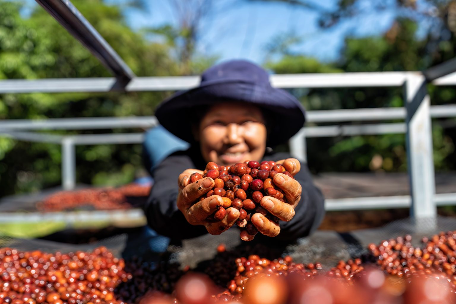 Arabica Coffee: Journey, Cultivation, and Global Influence