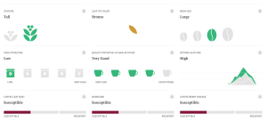Typica Coffee: History, Genetic Diversity, and Global Influence