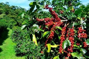 Typica Coffee: History, Genetic Diversity, and Global Influence