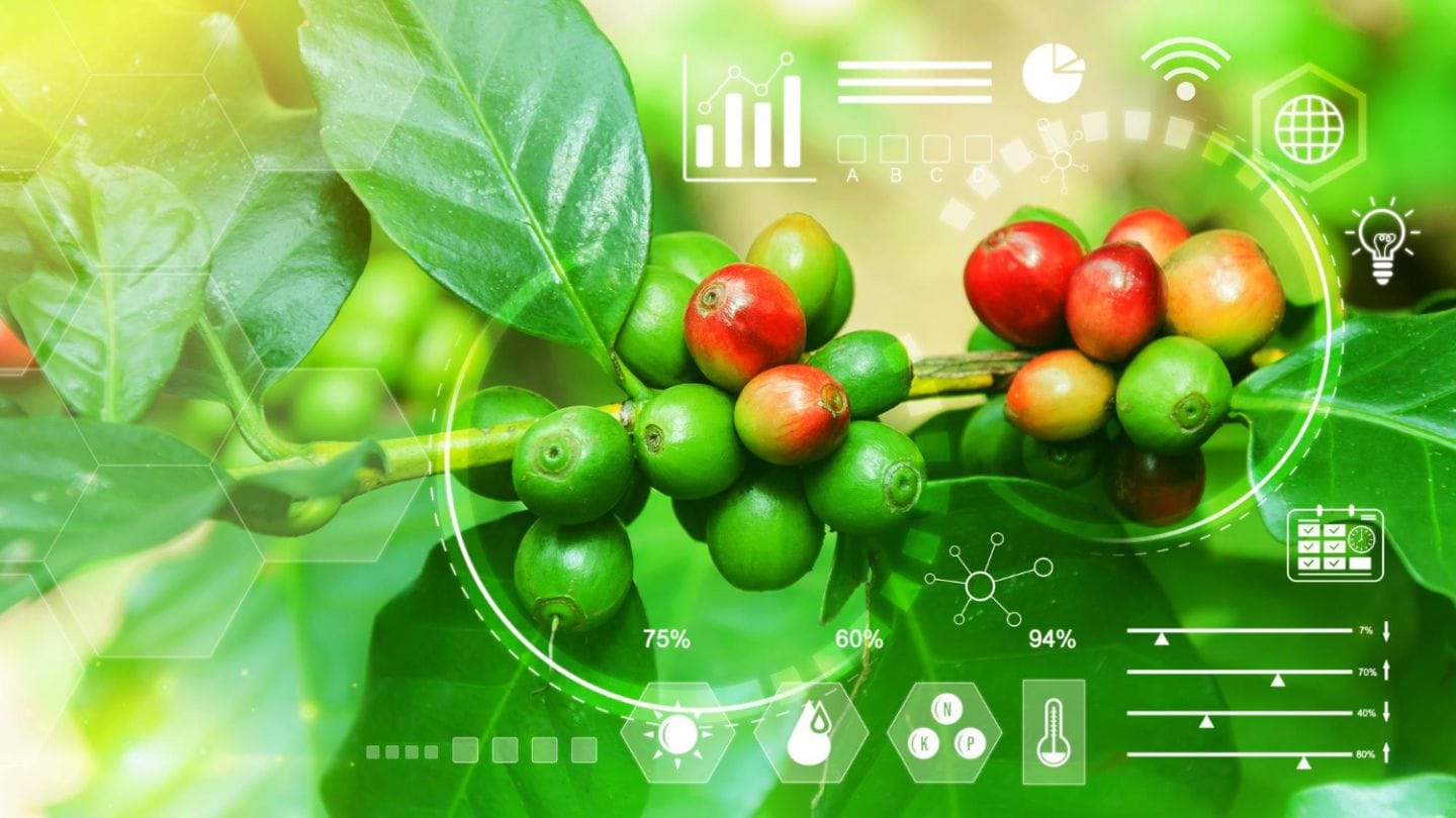 Coffee Farming: Complete 4-Phase Guide From Soil to Harvest