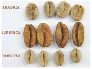 Coffee Beans Species: Arabica, Robusta & Liberica Guide